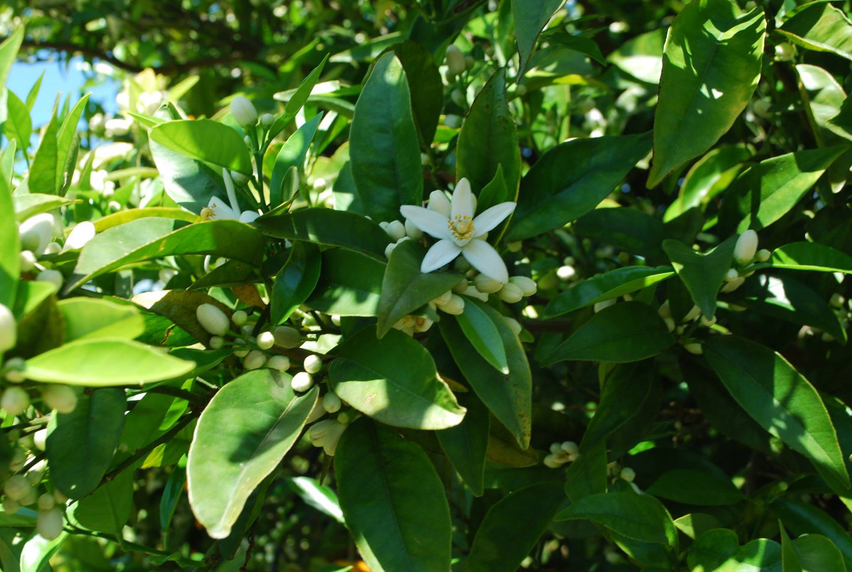 Zagara flowers tour | Percorsi e-bike Piana di Sibari | BikeSquare
