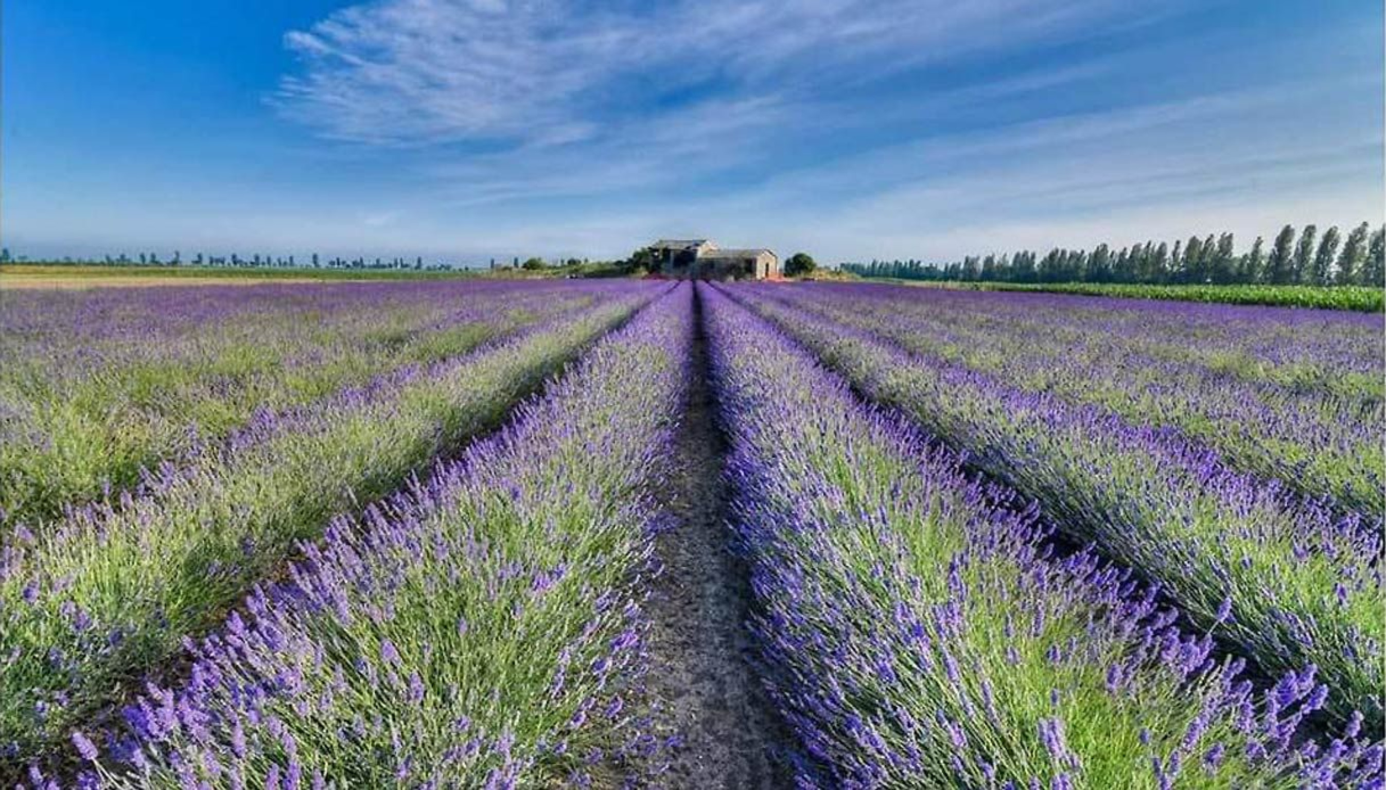 Lavanda del Delta | To be seen | BikeSquare
